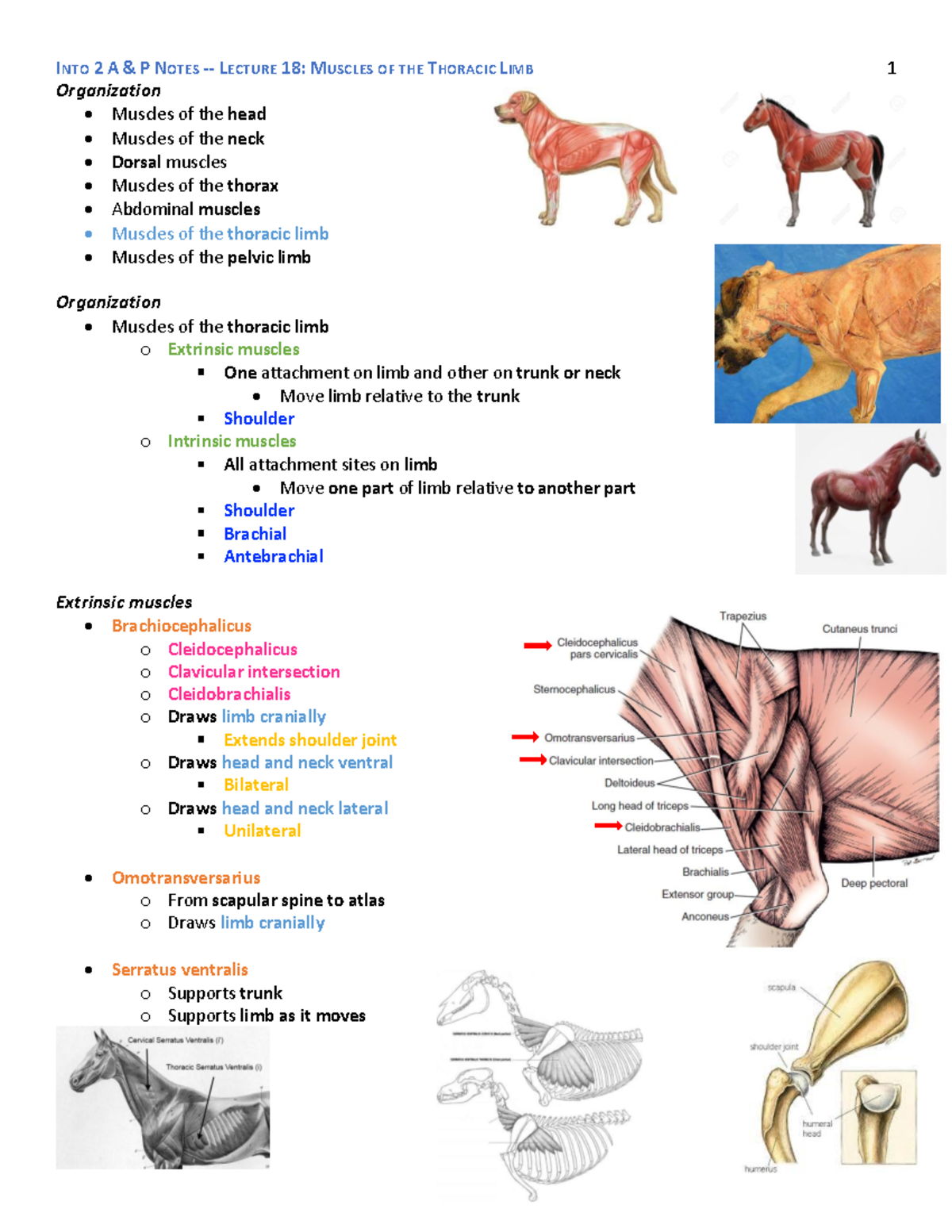 Lecture 18- Muscles OF THE Thoracic LIMB - Organization - Muscles of ...