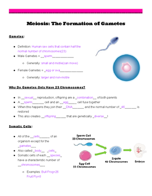 Meiosis Worksheet - ........................... - Name