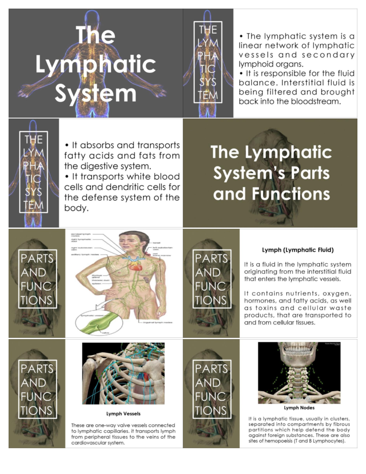 Gen Bio 2 (2nd Qrt Reviewer) - The THE The lymphatic system is a LYM ...