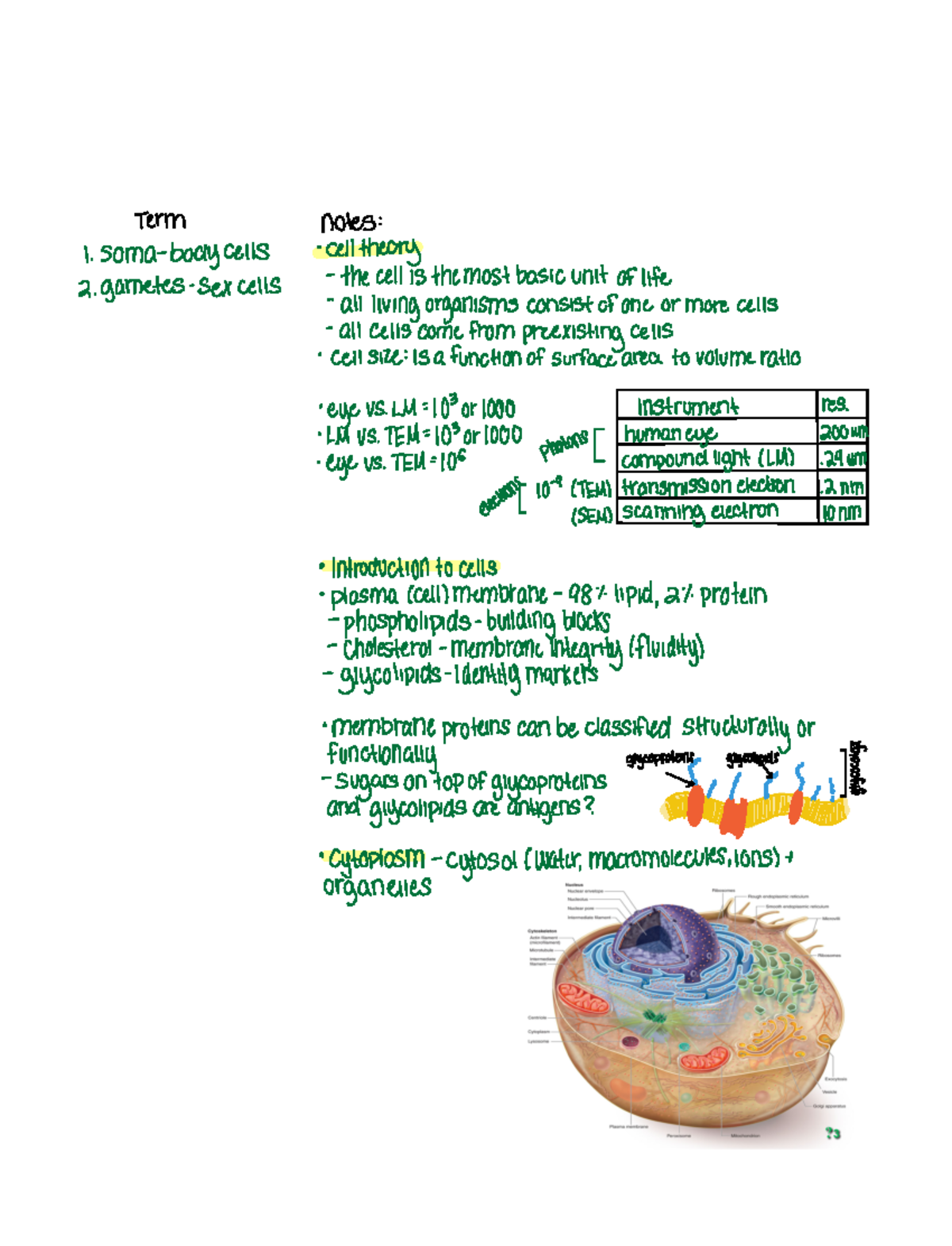 3 Cellular and Tissue Levels of Organization Revised - Term notes Soma ...