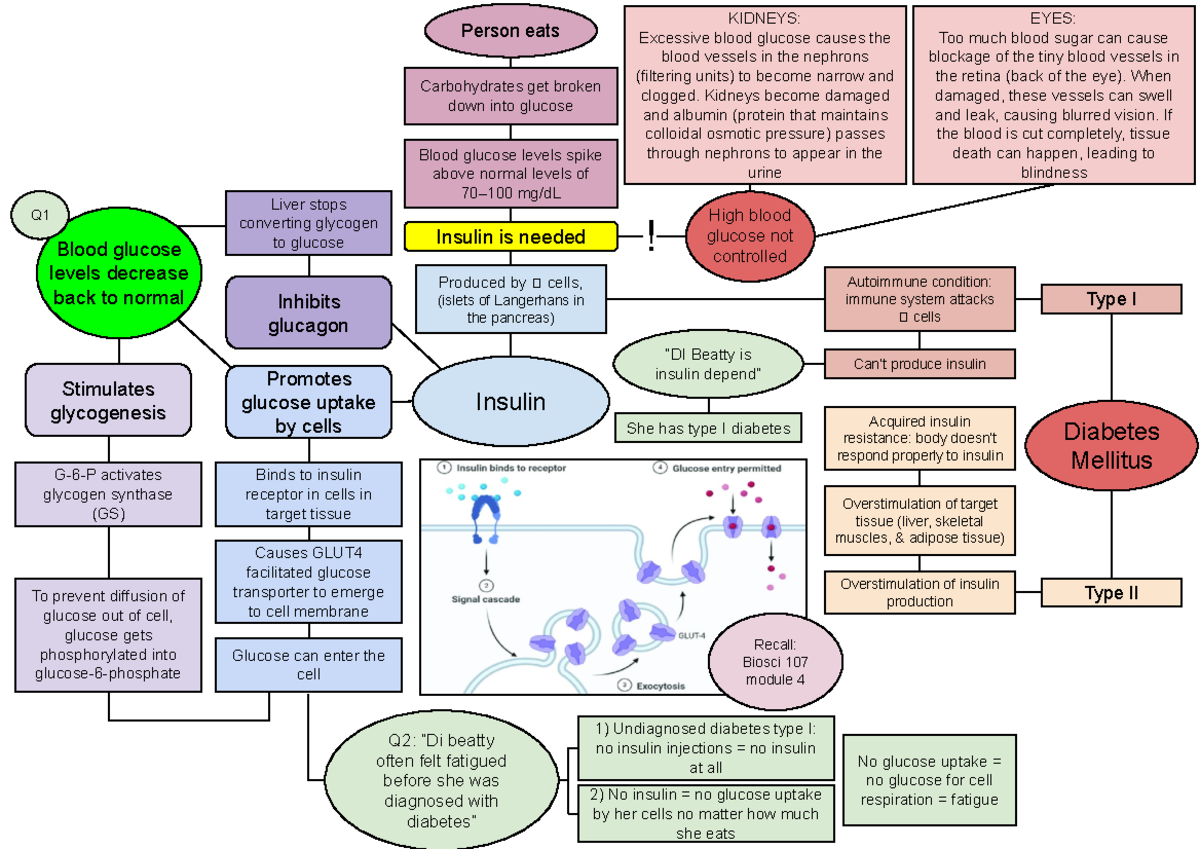 Lab 2 concept map - Insulin Produced by ꞵ cells, (islets of Langerhans ...