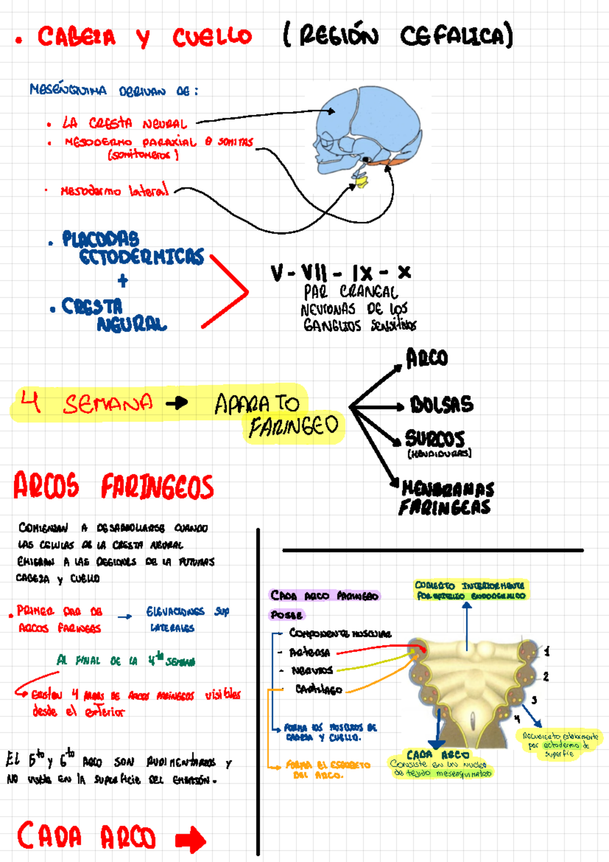 EmbriologíA - CABEZA Y CUELLO ( REGION CEFALICA) MEJENQUIMA DERIVAN DE ...