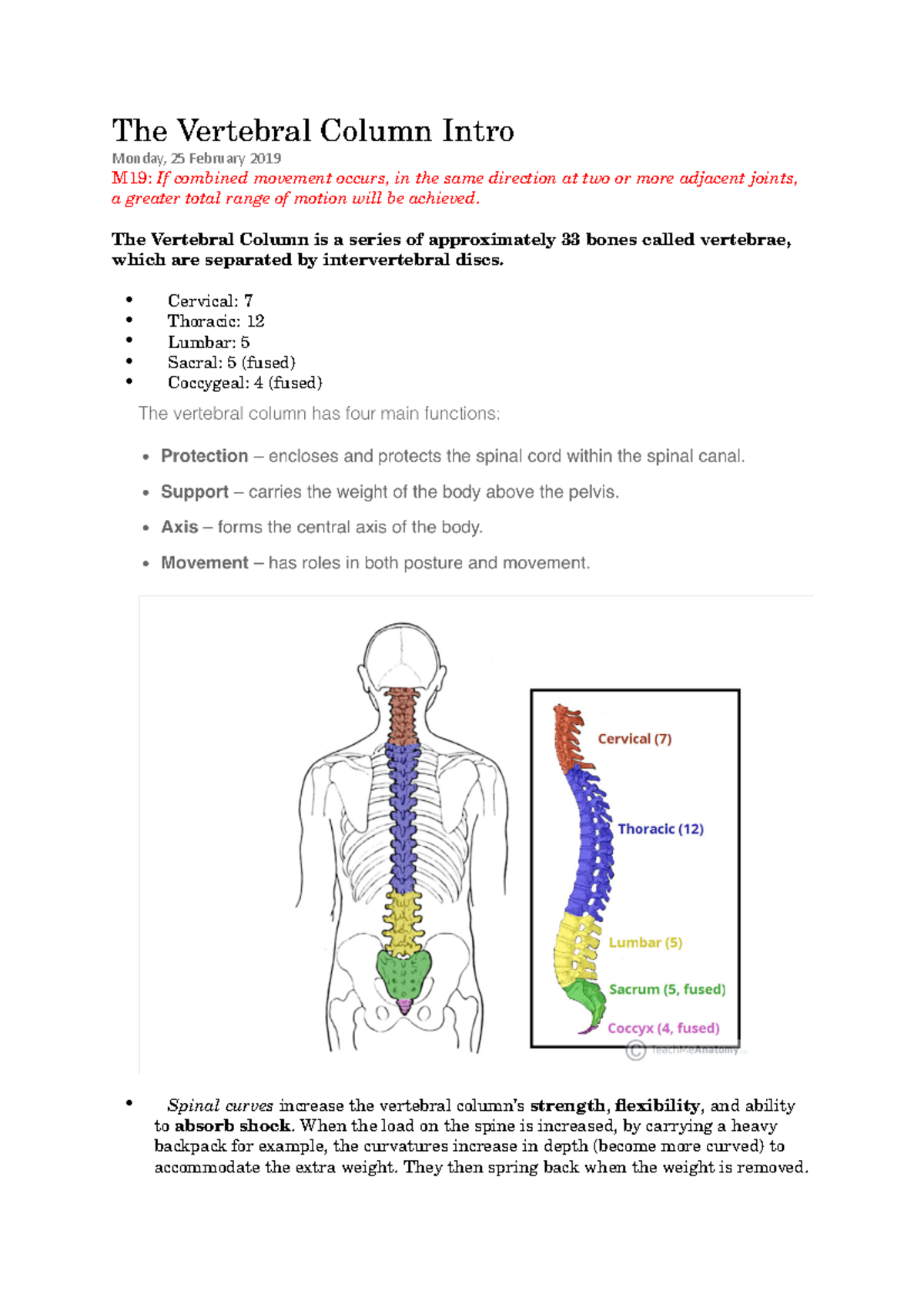 The Vertebral Column Intro - The Vertebral Column is a series of ...