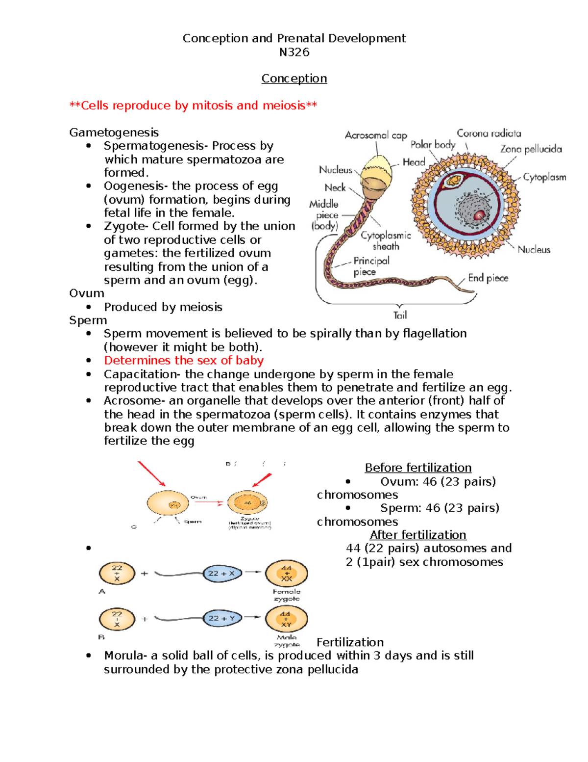 Conception and Prenatal Development - Conception and Prenatal ...