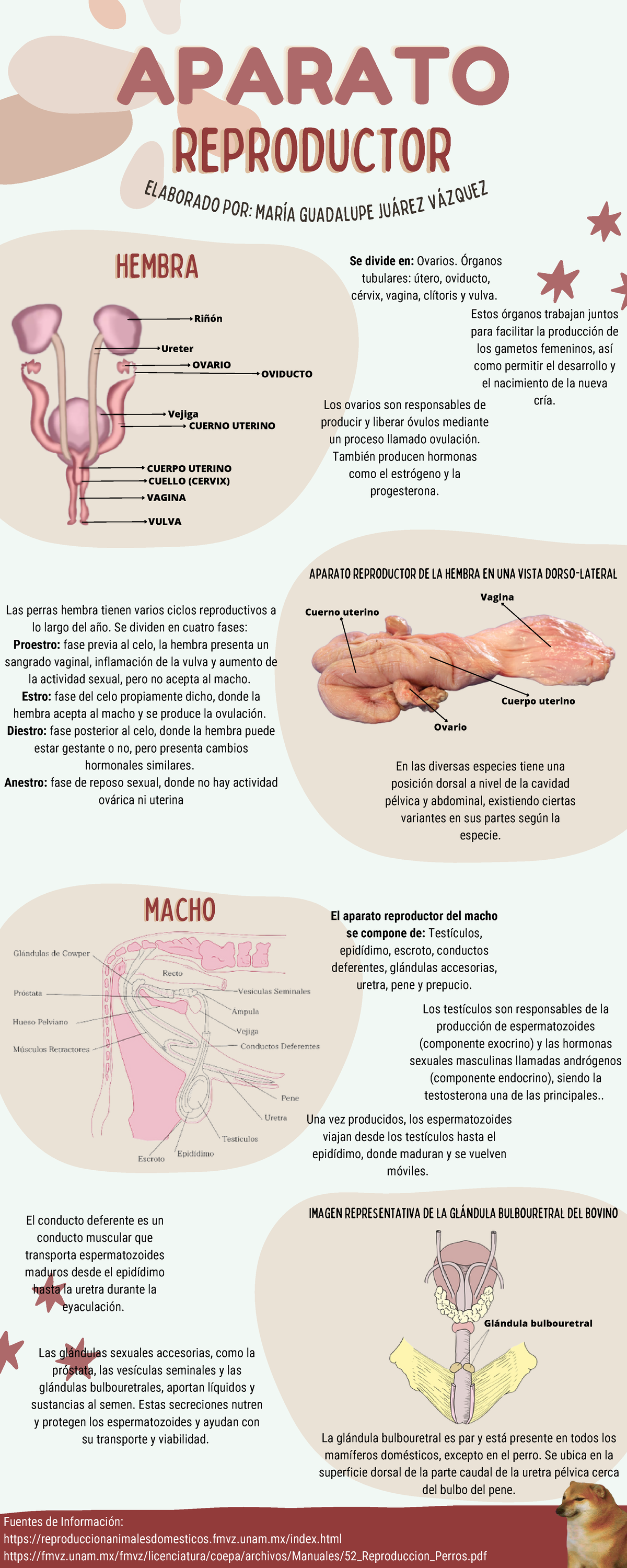 Anatomia DEL Aparato Reproductor DEL Macho Y Hembra - E L A B O R A D O ...