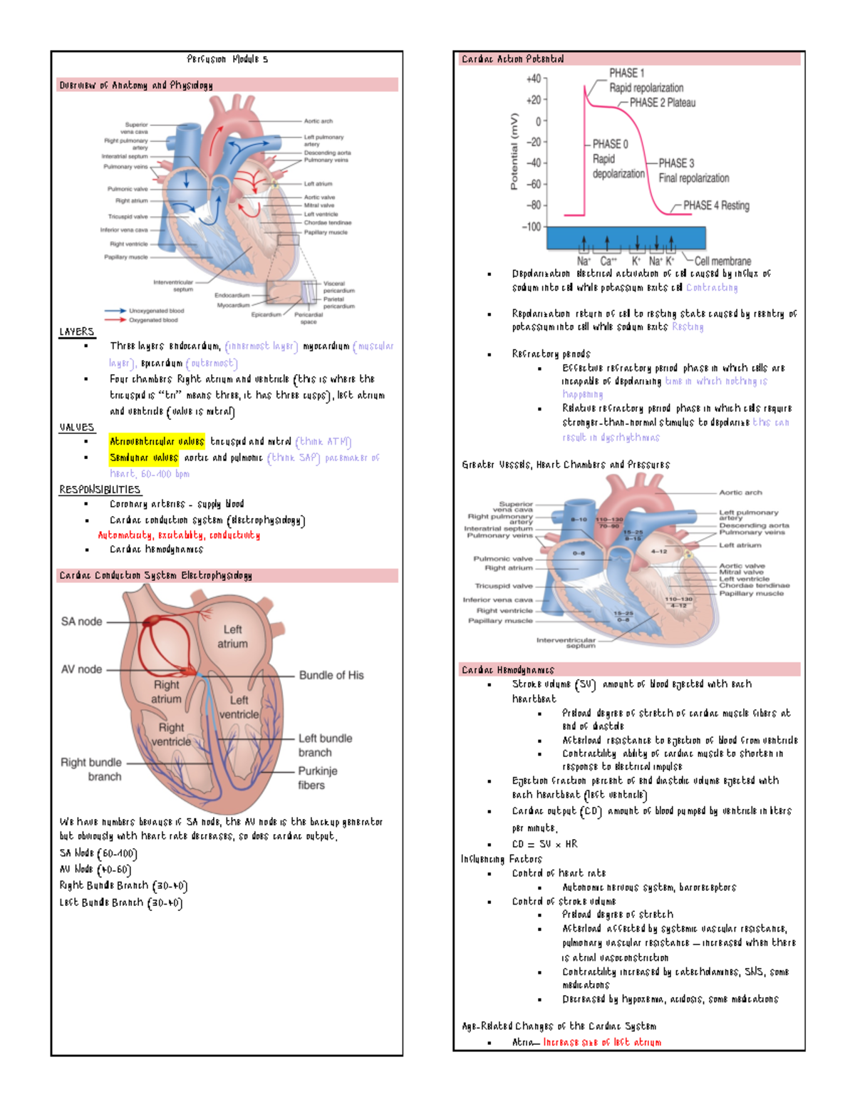 PERFUSION LECTURE NOTES - Perfusion: Module 5 Overview of Anatomy and ...
