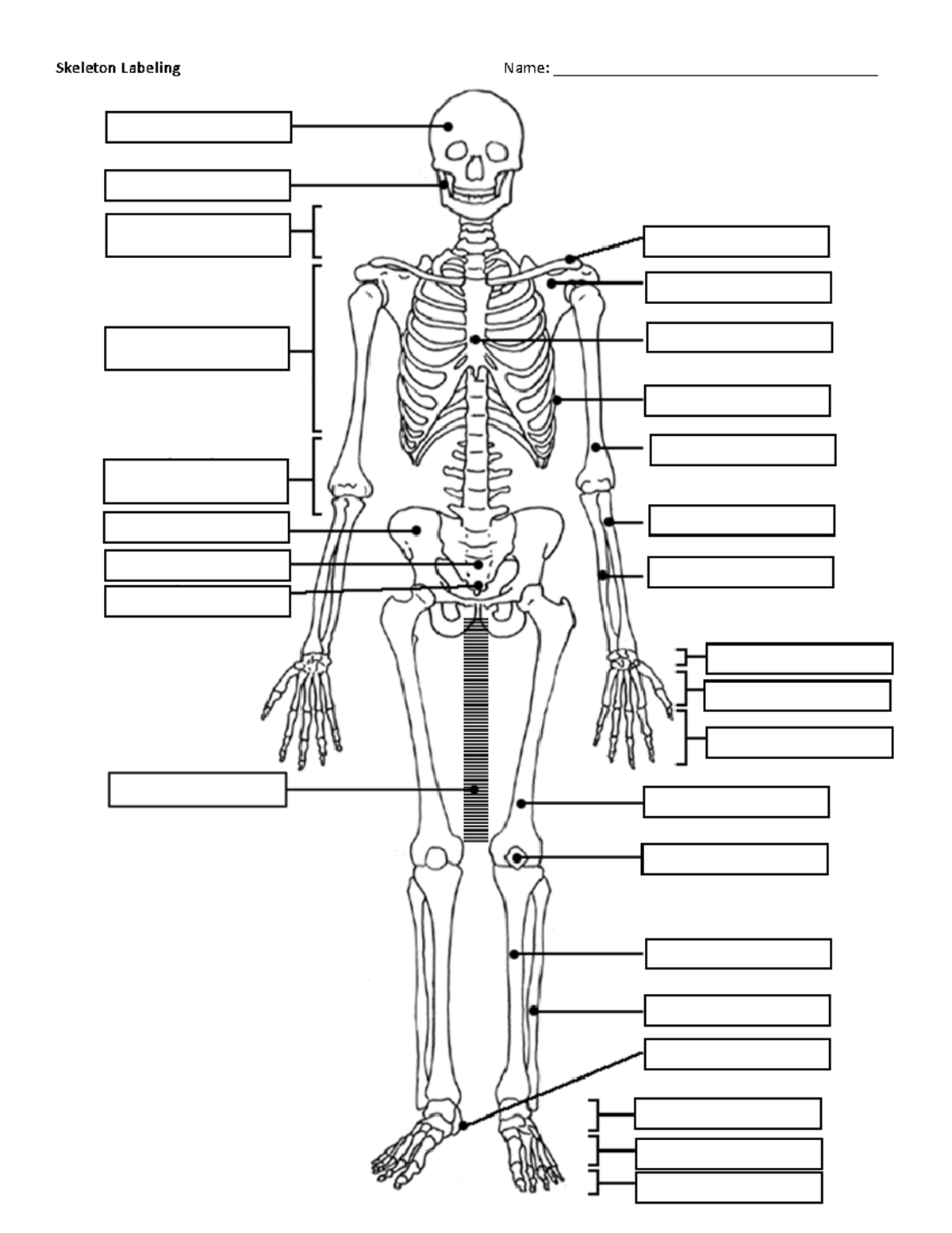Copy of Skeleton Labeling - Skeleton Labeling Name
