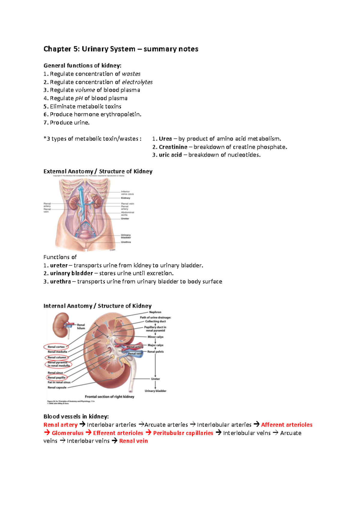 Chapter 5 - Urinary system -summary notes - Chapter 5: Urinary System ...