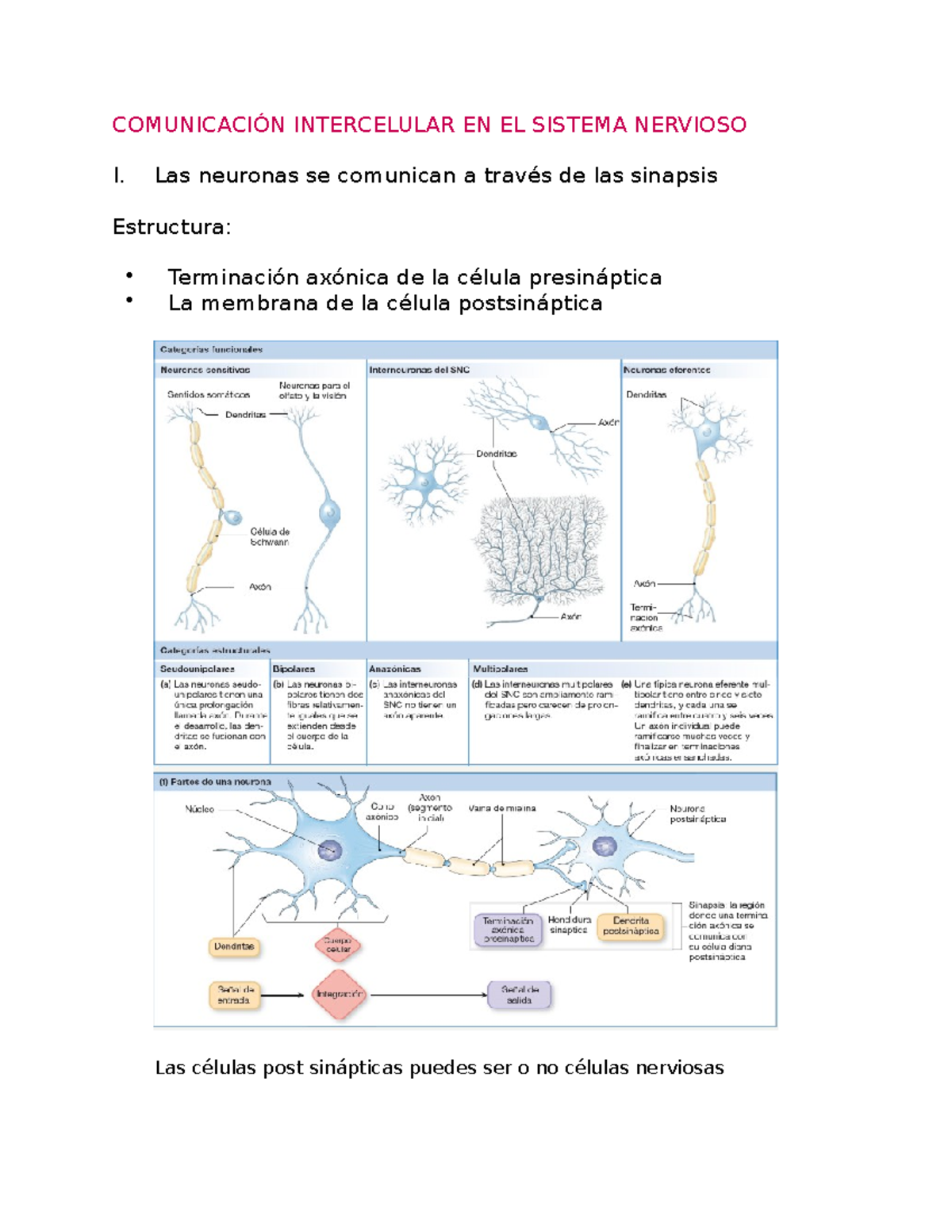 Comunicación Intercelular EN EL Sistema Nervioso - INTERCELULAR EN EL ...