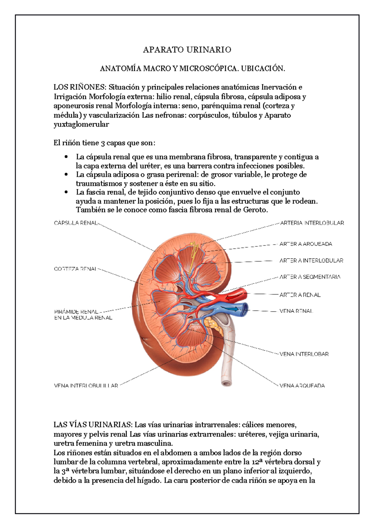 Aparato Urinario - nbgvfcdxsza - APARATO URINARIO ANATOMÍA MACRO Y ...