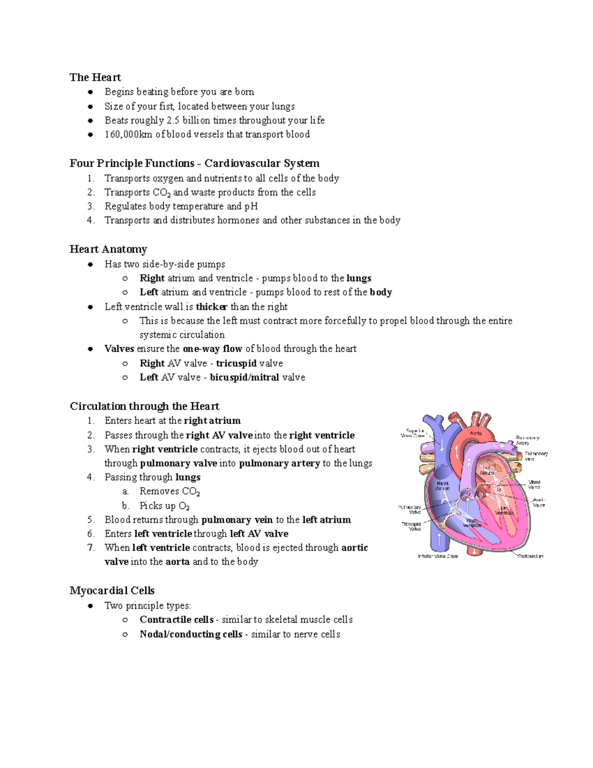 Module 8 - Circulatory System Cardiac Cycle - The Heart Begins beating ...