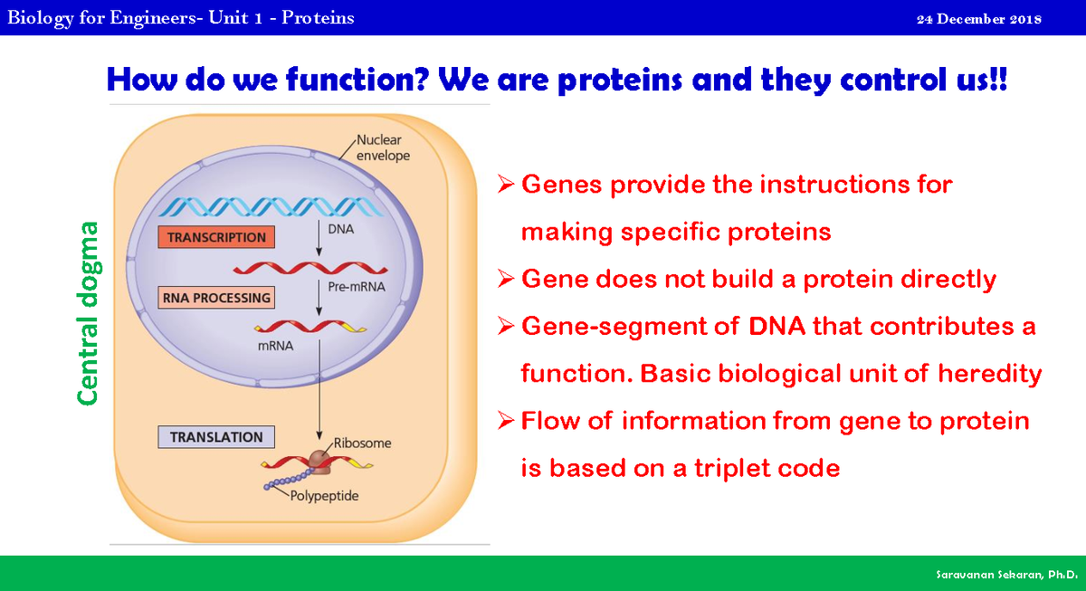 Unit 1 proteins - Protein notes - How do we function? We are proteins ...