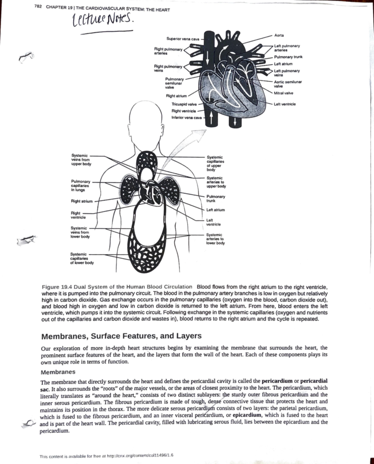 Lab notes - 782 CHAPTER 19 I THE CARDIOVASCULAR SYSTEM: THE HEART ...
