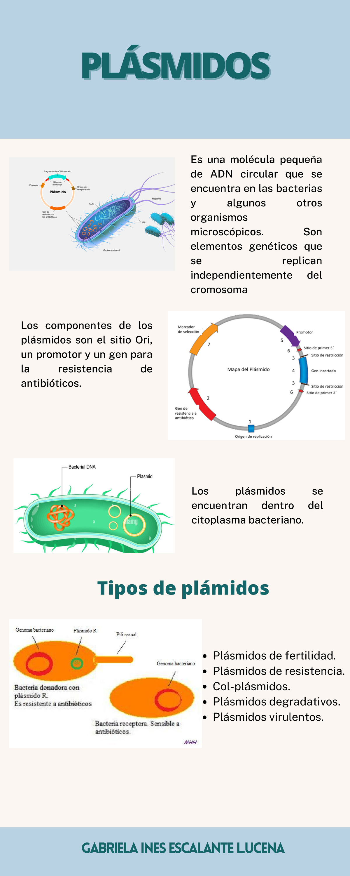 Infografía Plasmidos - PLÁSMIDOSPLÁSMIDOS Es una molécula pequeña de ...