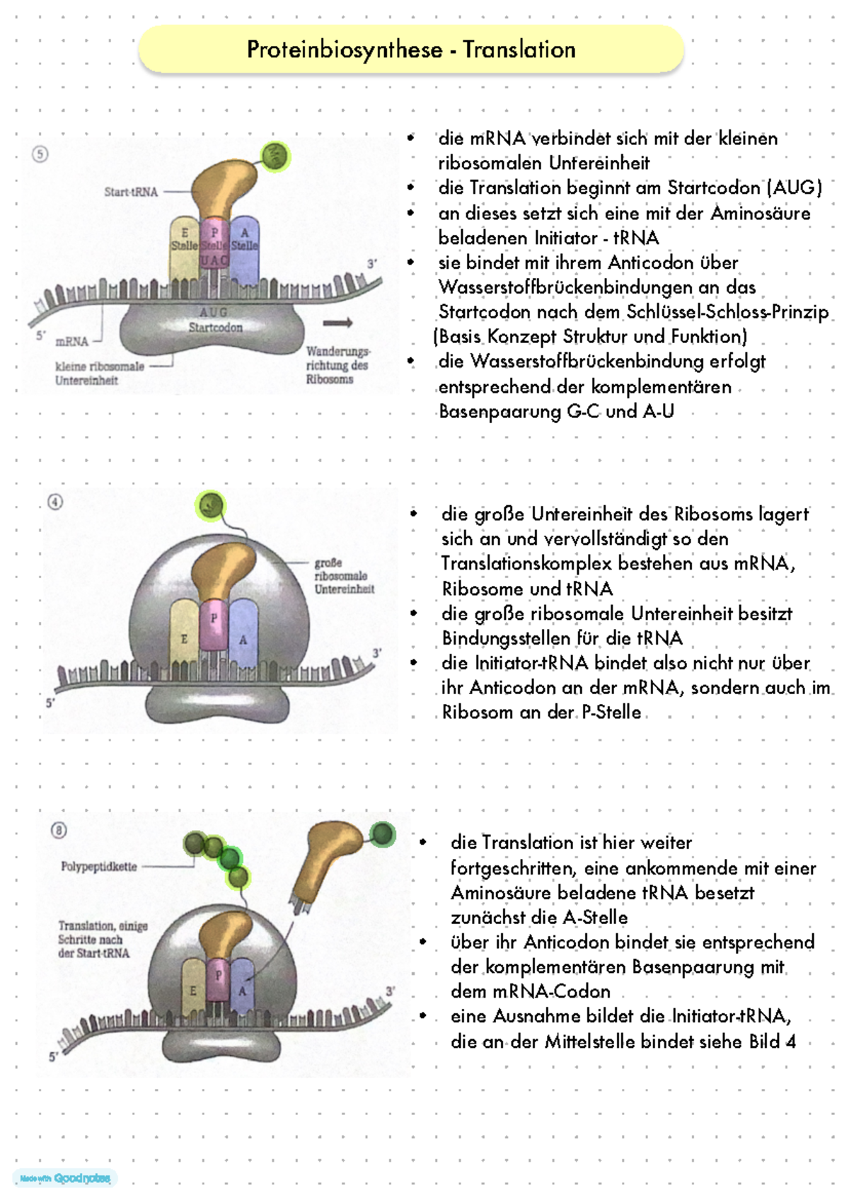 Biologie Zusammenfassungen 3 - Proteinbiosynthese - Translation • die mRNA verbindet sich mit ...