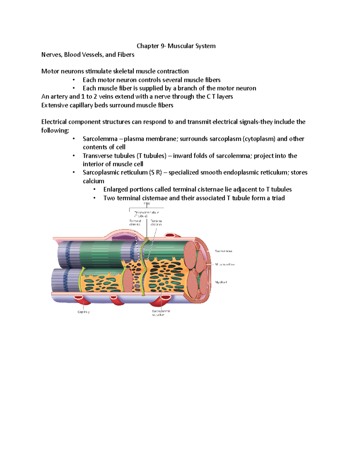 Chapter 9-Nerves, Vessels and Fibers - Chapter 9- Muscular System ...