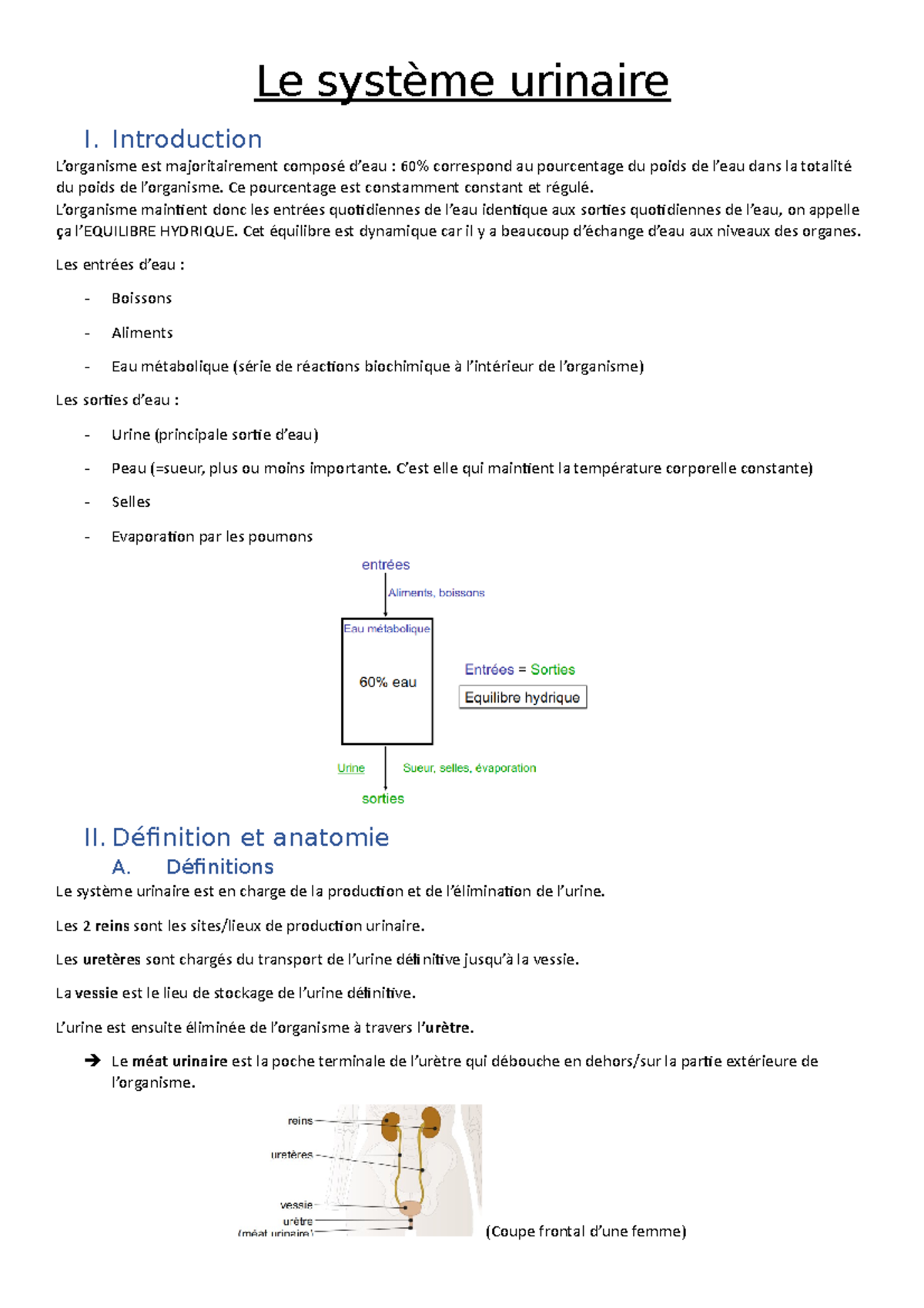 Le-système-urinaire - Physiologie - UCBL - Studocu