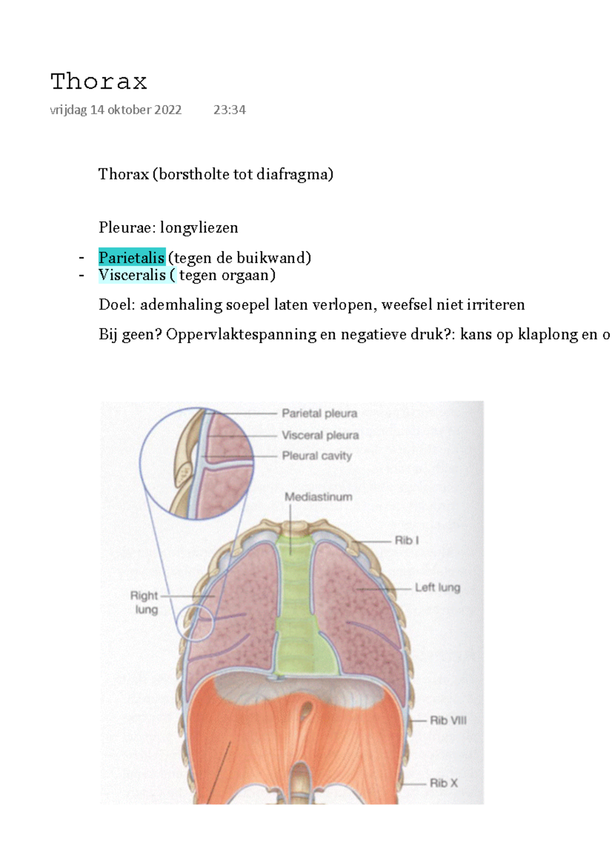 Thorax - ssswws - Thorax (borstholte tot diafragma) Pleurae ...