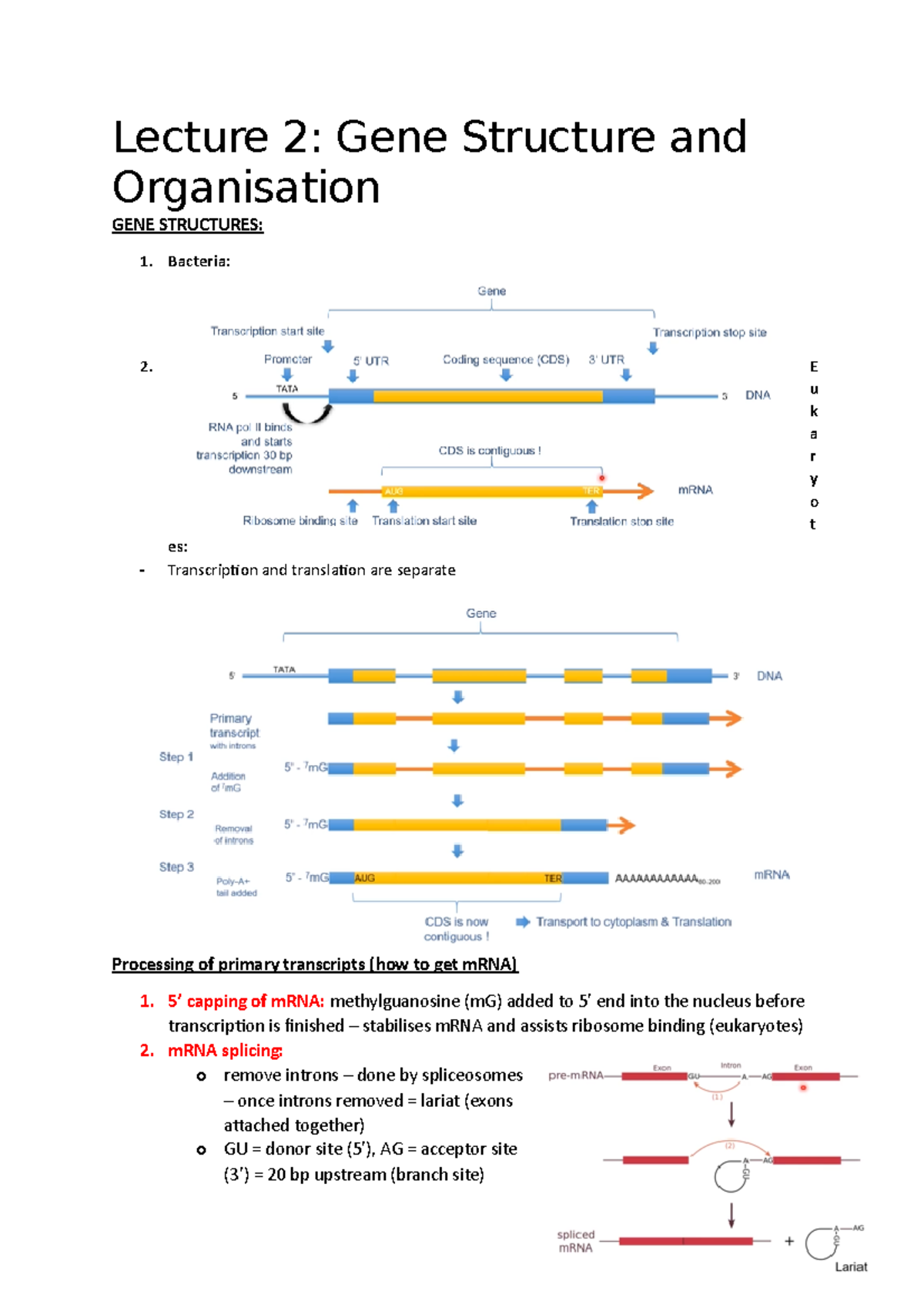 280 Study Guide - Lecture 2: Gene Structure and Organisation GENE ...