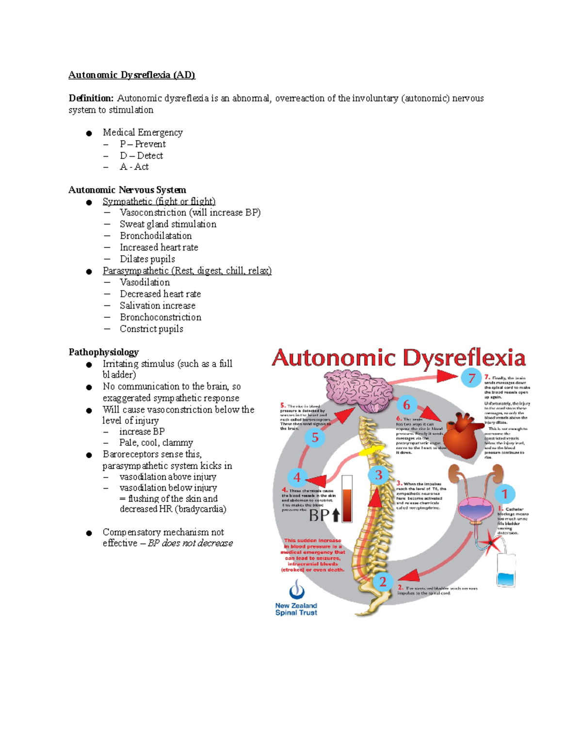 08 Neuro Notes AD - Autonomic Dysreflexia (AD) Definition: Autonomic ...
