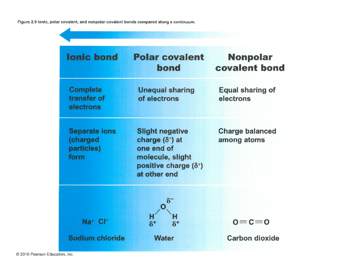 Polar vs nonpolar - BIOL 2400 - Studocu