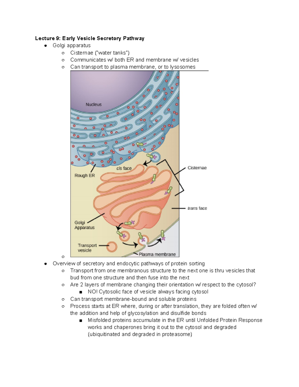 MCB II Lecture 9 - Lecture 9: Early Vesicle Secretory Pathway Golgi ...