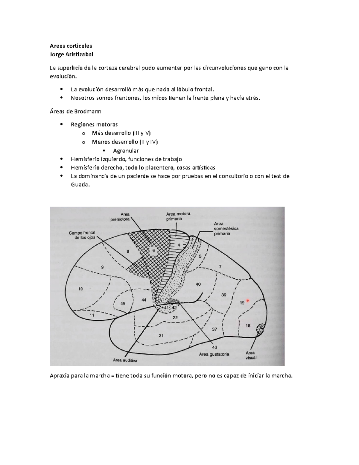 Areas corticales - Areas corticales Jorge Aristizabal La superficie de ...