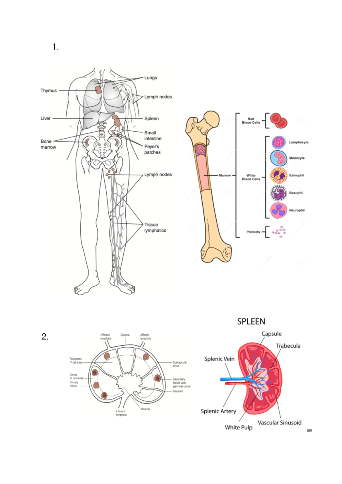 4bp - reference material - 1. Lungs Thymus Lymph nodes Liver Spleen Red ...