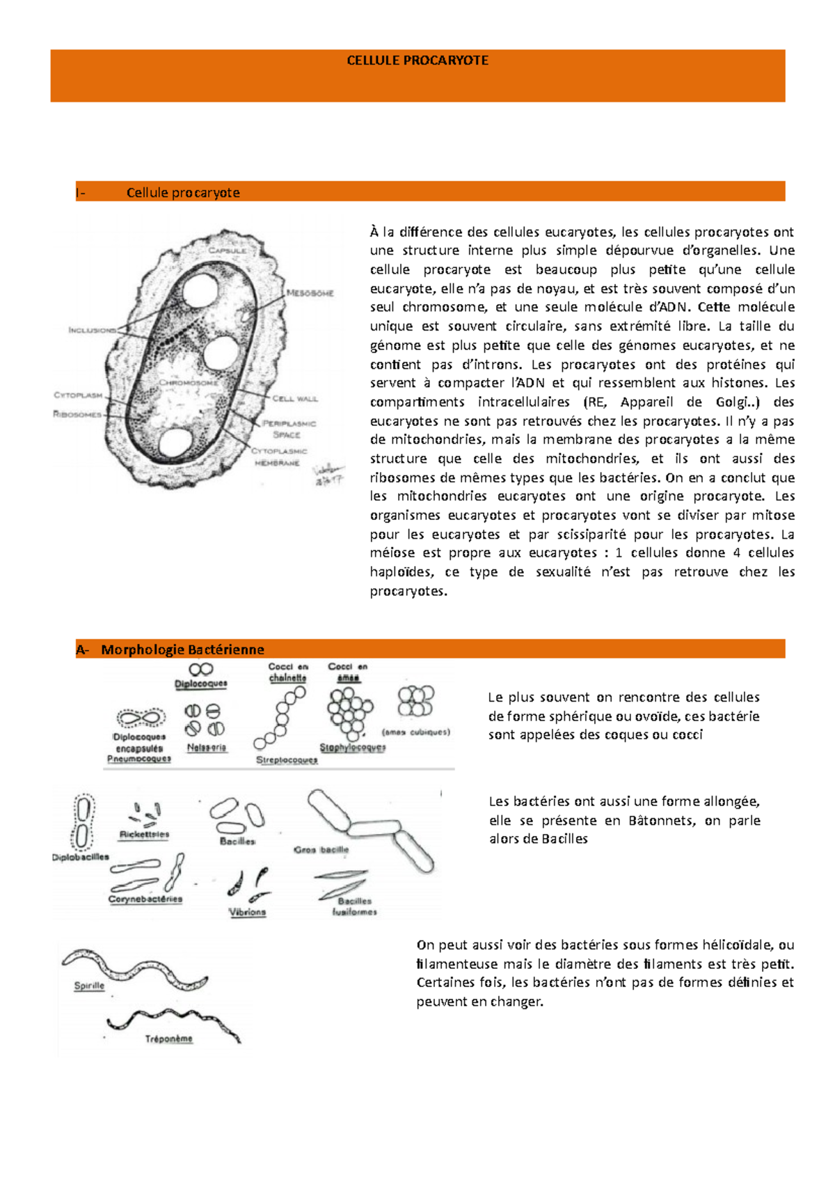 Cellule Procaryote - CELLULE PROCARYOTE I- Cellule procaryote A ...