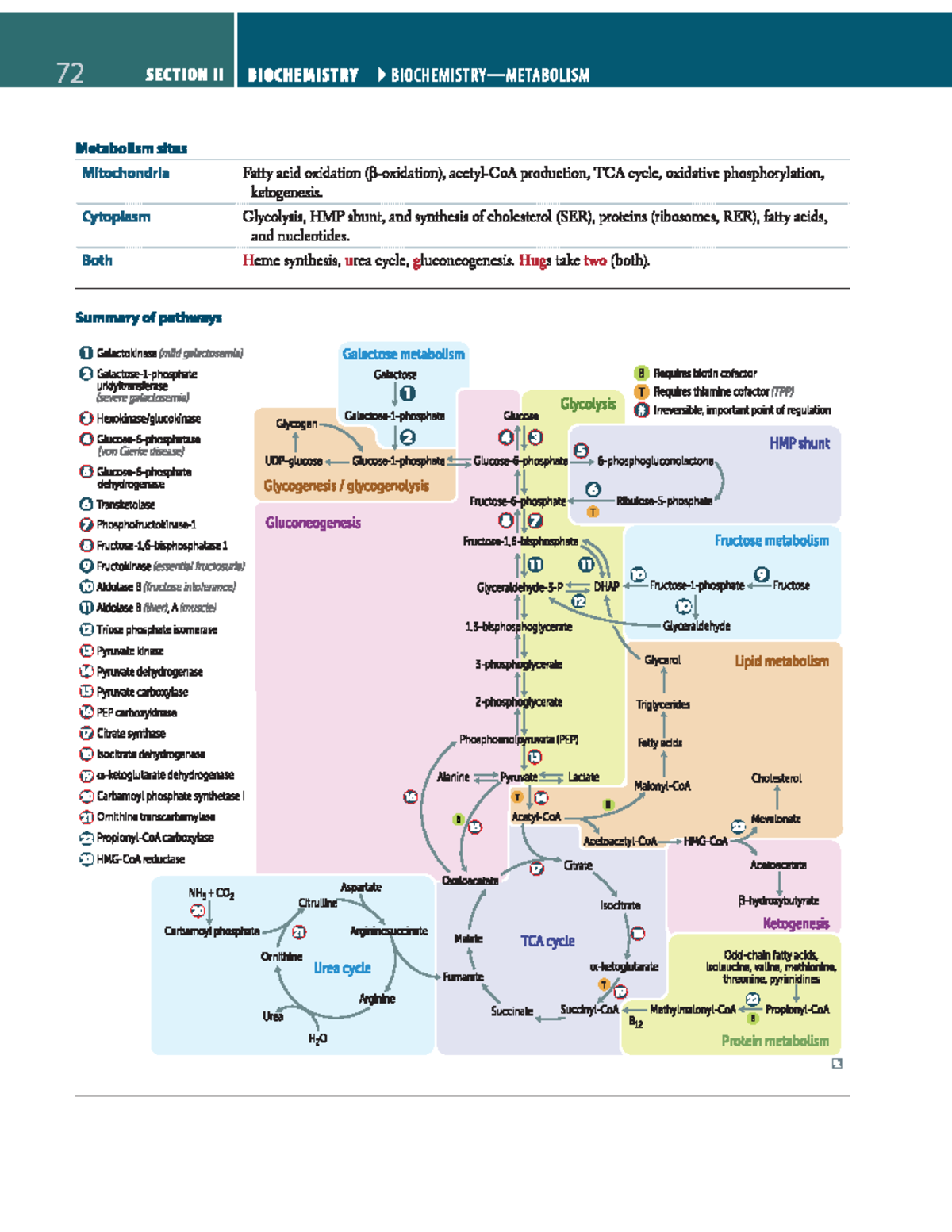 Metabolism Pathways - CHE 520 - Studocu