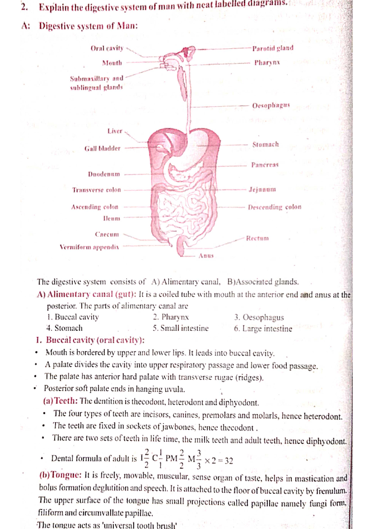digestion and absorption study notes for better understanding - Applied ...