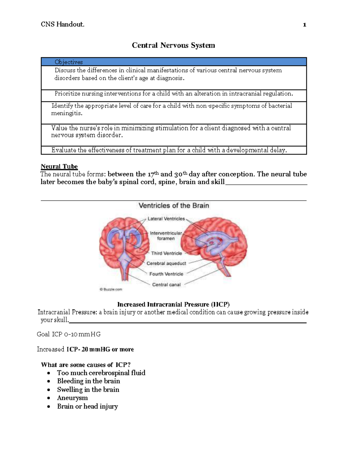 Central Nervous System Handout - Central Nervous System Objectives ...