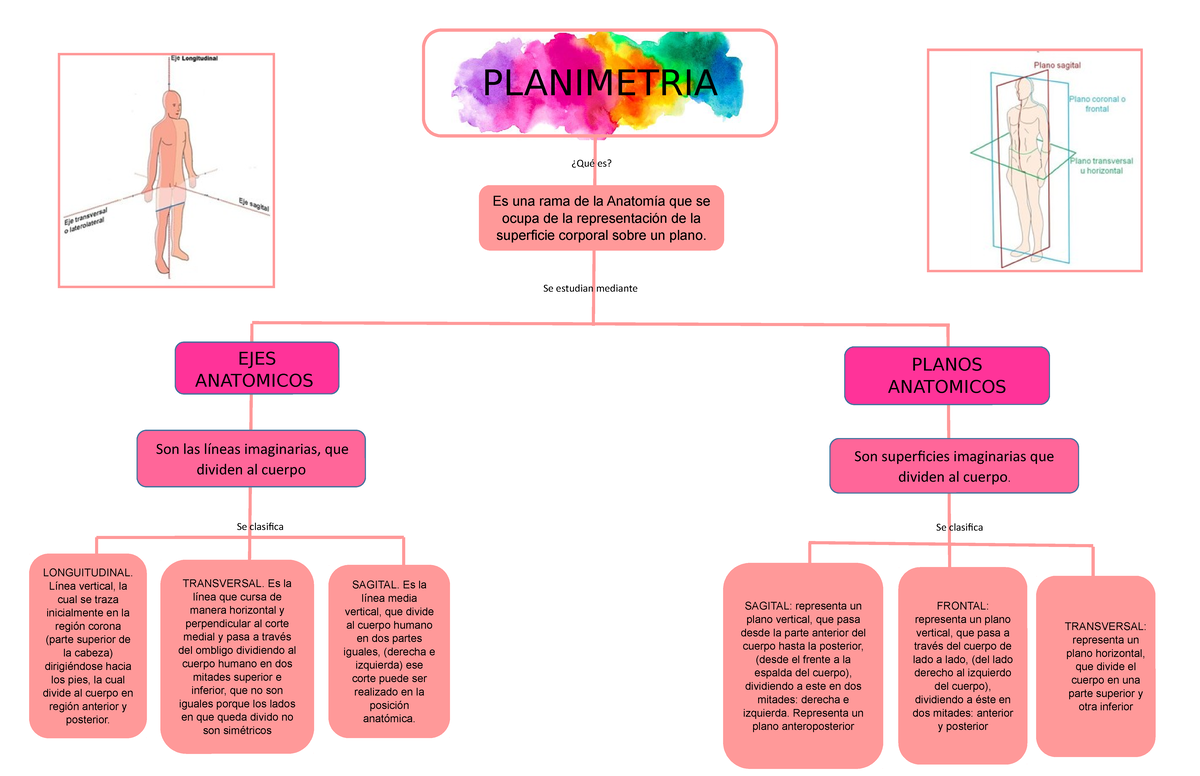 Planimetria - ¿Qué es? Se estudian mediante Se clasifica Son las líneas ...