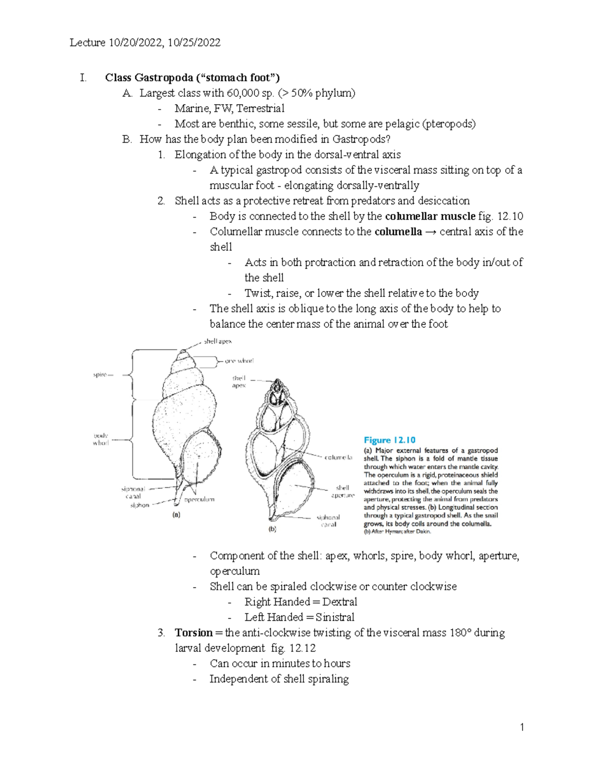 Notes on Mollusca - Lecture 10/20/2022, 10/25/ I. Class Gastropoda ...