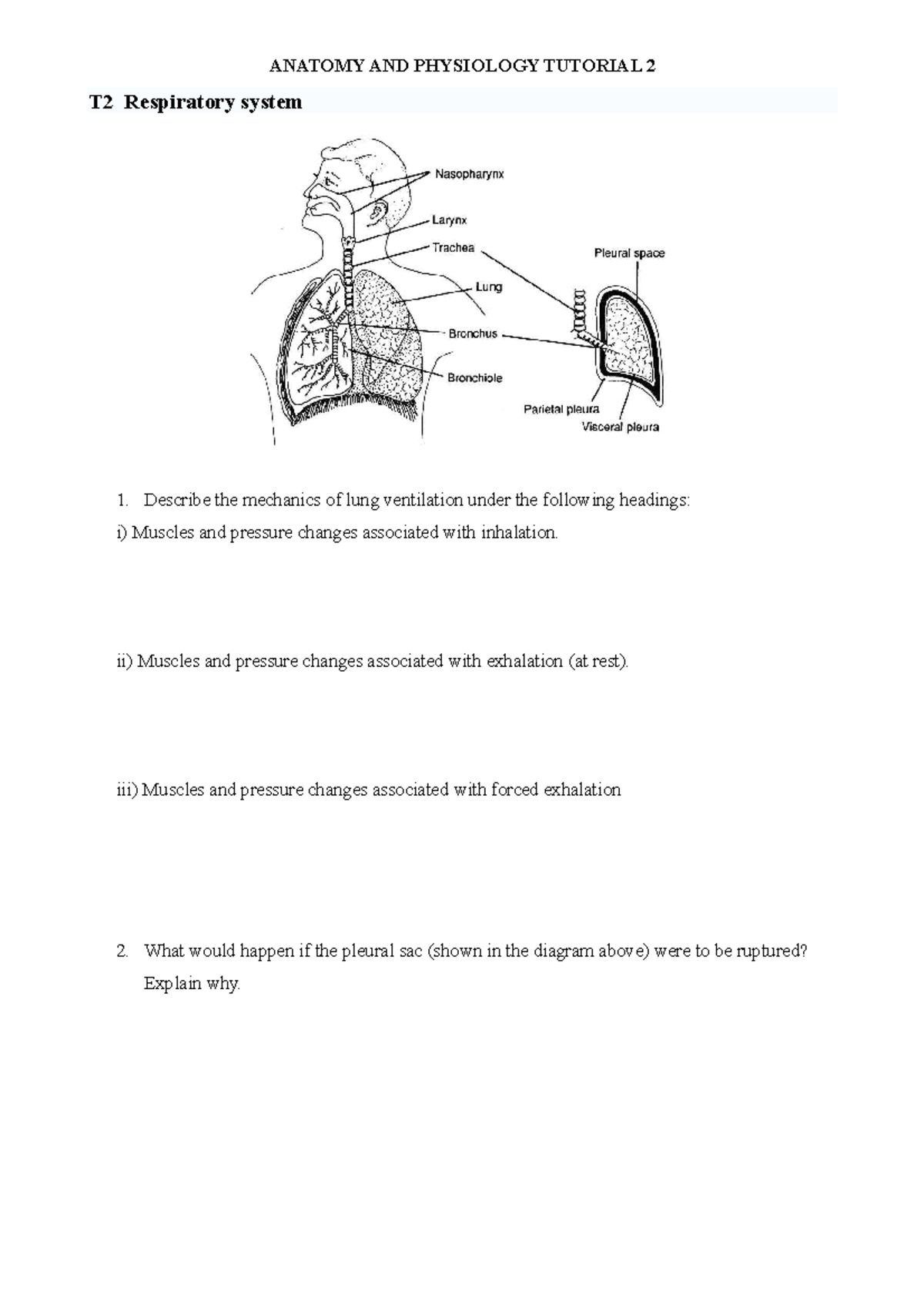 T2 Respiratory system(1) - ANATOMY AND PHYSIOLOGY TUTORIAL 2 T2 ...