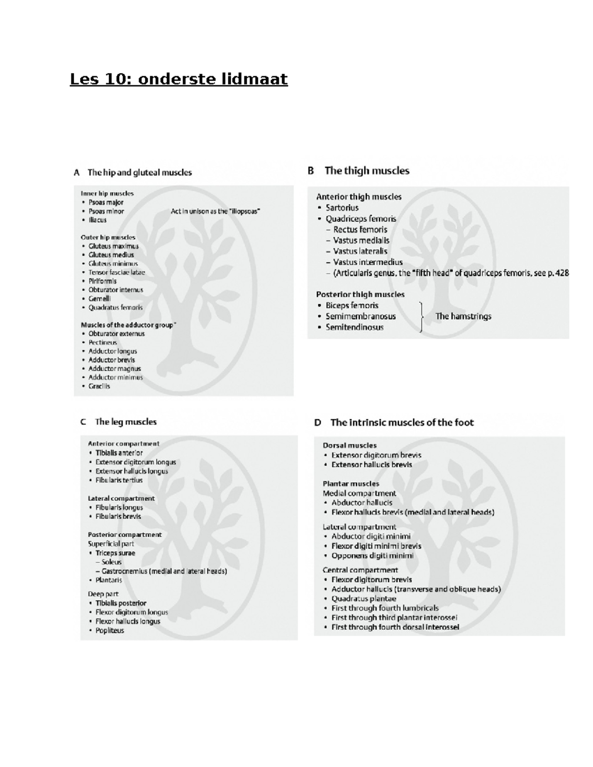 Les 10 - onderste lidmaat - Les 10: onderste lidmaat Innervatie v ...