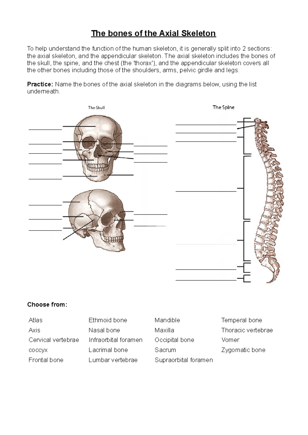 Oefening Axiaal skelet - The bones of the Axial Skeleton To help ...