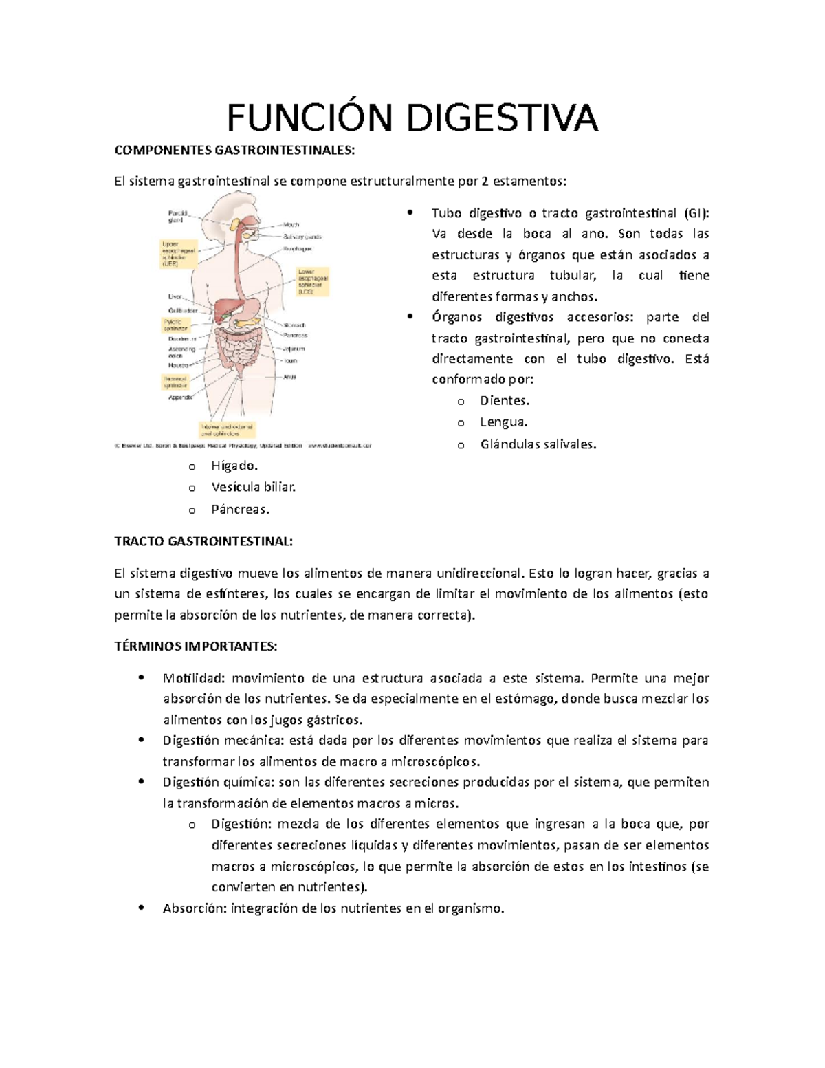 Fisiología: Función Digestiva - FUNCIÓN DIGESTIVA COMPONENTES ...