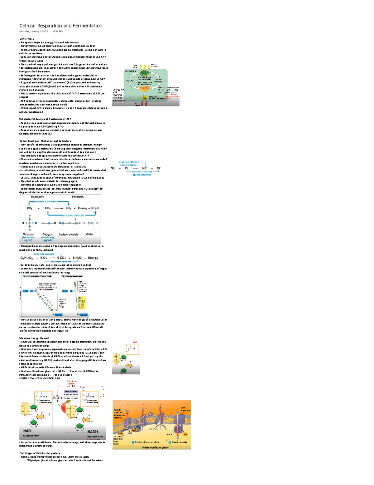 BIO 100 Campbell Chapter 9 - Life Is Work -Living cells requires energy ...