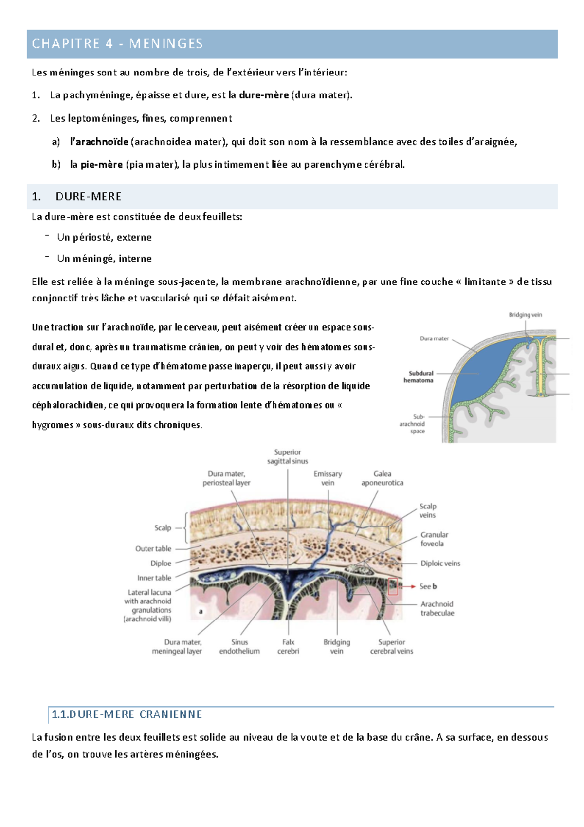 Chapitre 4 - Cours complet de Bac Médecine - Anatomie III ...