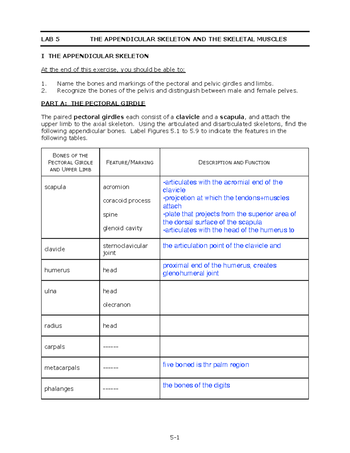 LAB 5 Appendicular Skeleton AND Muscles 2024 2 - LAB 5 THE APPENDICULAR ...