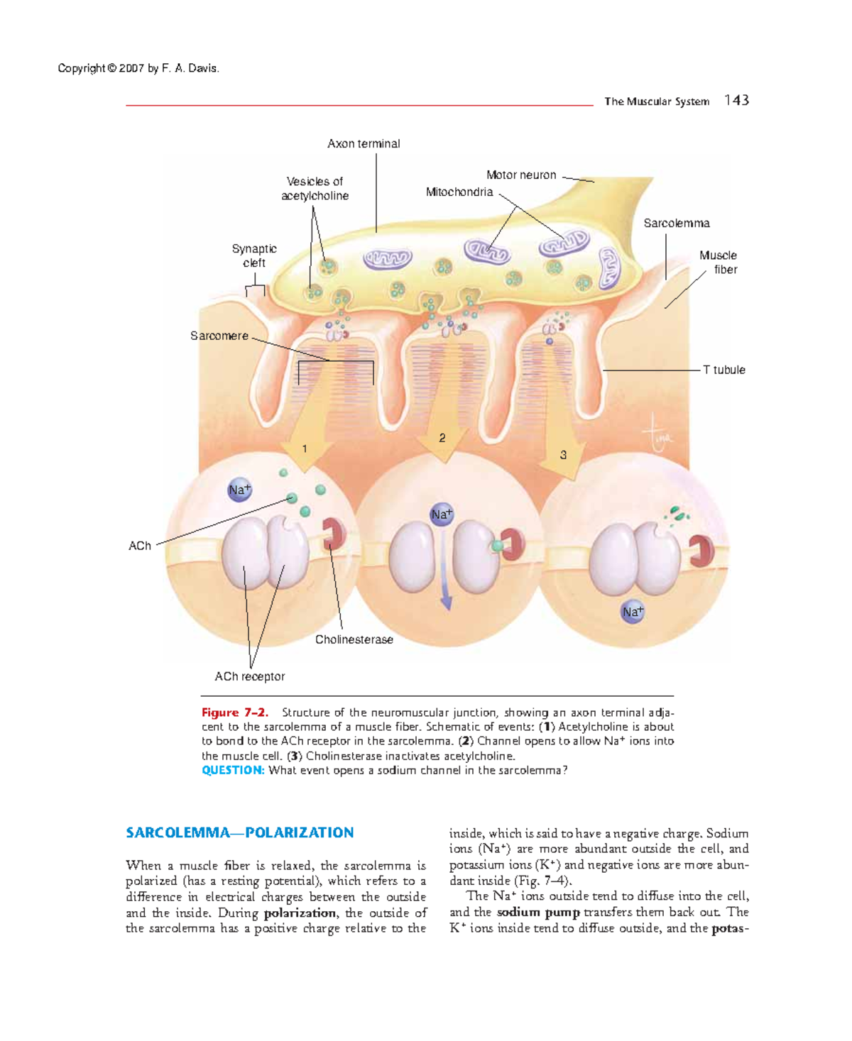 Anatomy and Physiology (17) - SARCOLEMMA—POLARIZATION When a muscle ...