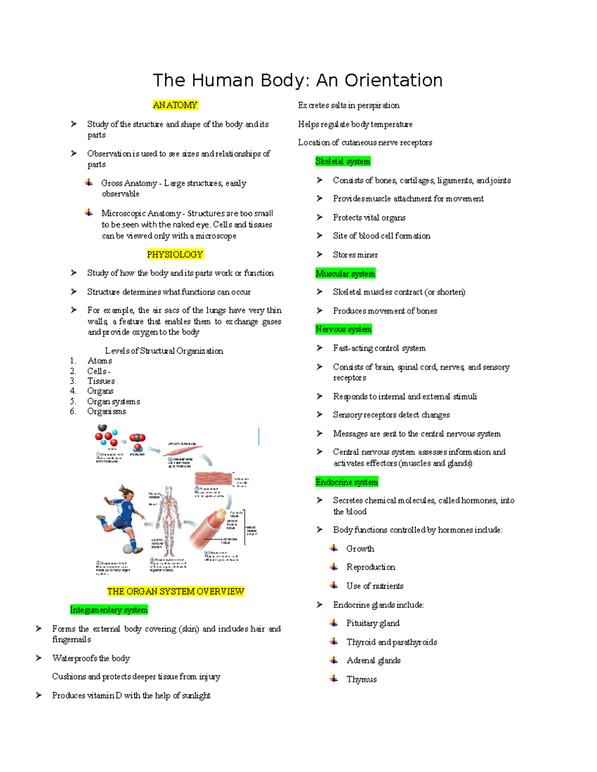 1 - ......... - The Human Body: An Orientation ANATOMY Study of the ...