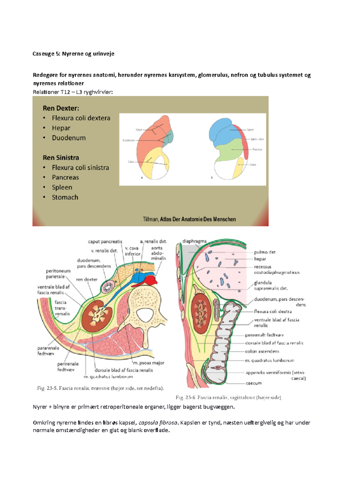Eksamen 1,3 Nyre - Caseuge 5: Nyrerne og urinveje Redegøre for nyrernes ...
