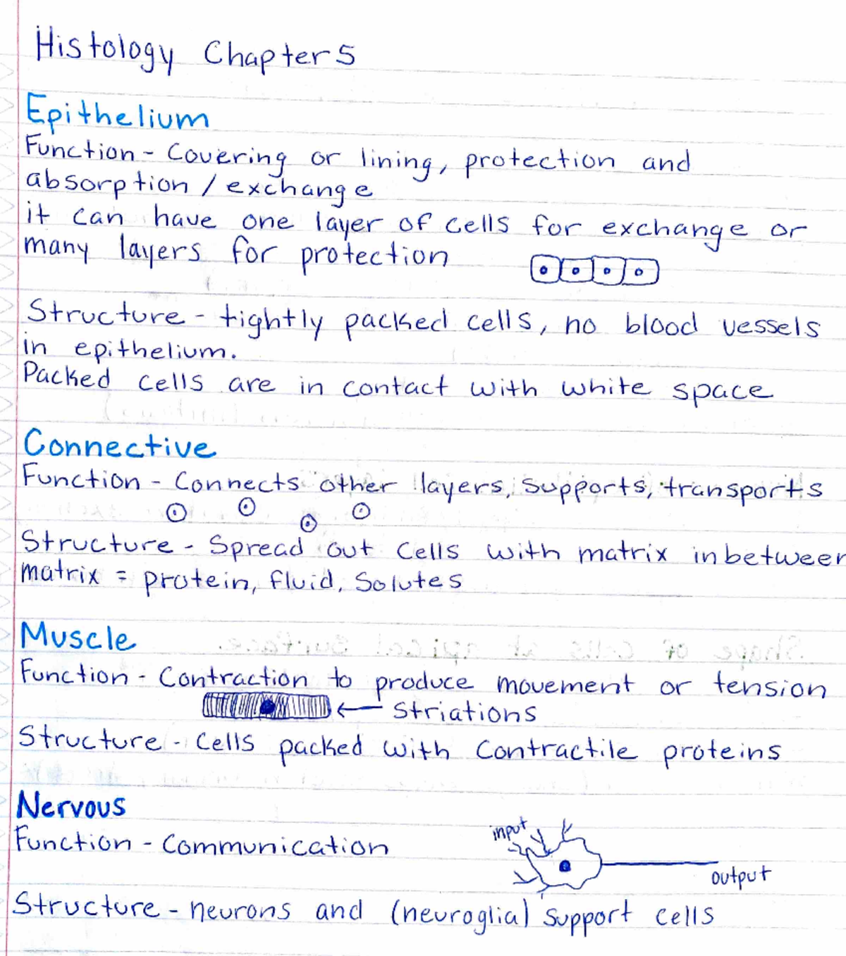 Chapter 5 Tissues - Samples, pictures and notes of the 4 tissue types ...