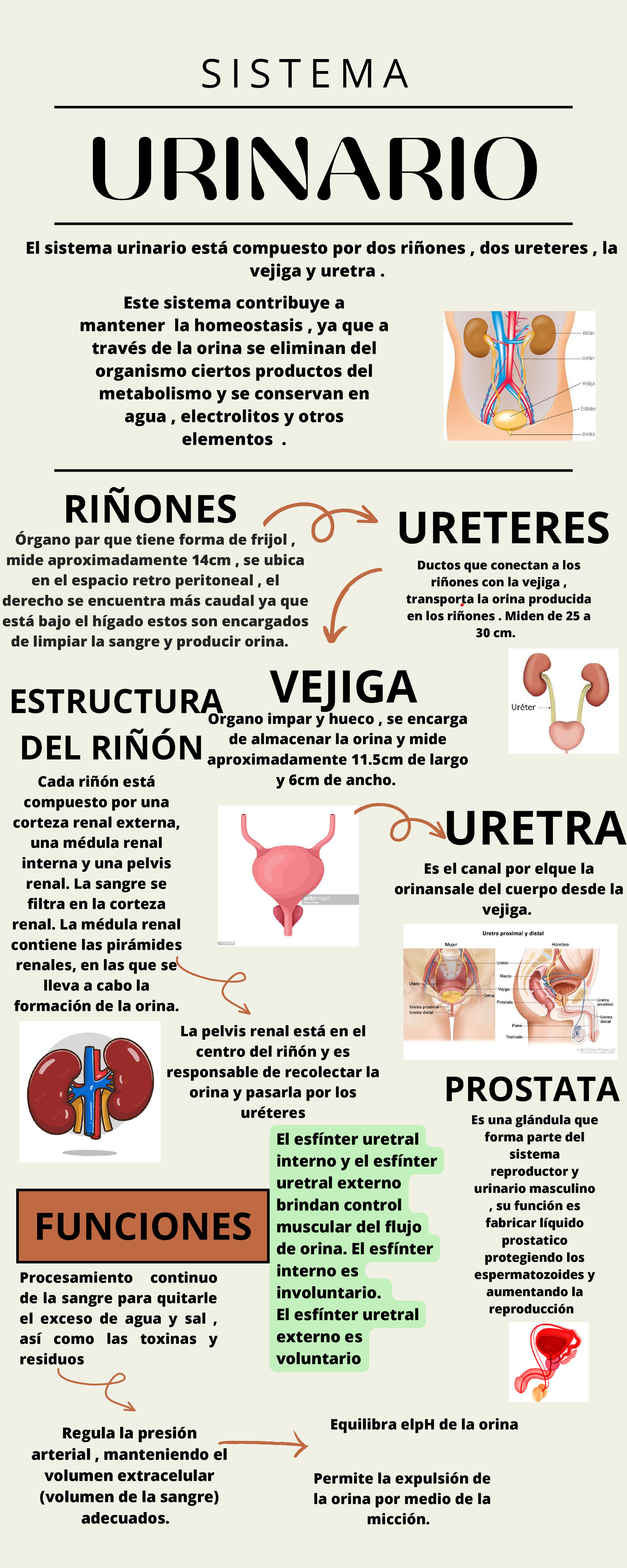 Sistema Urinario - URINARIO FUNCIONES S I S T E M A El sistema urinario está compuesto por dos ...