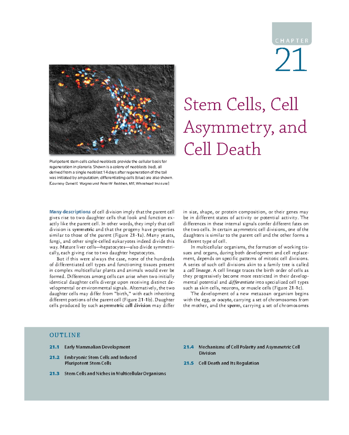 Apoptosis and lec 11 - 975 C H A P T E R Stem Cells, Cell Asymmetry ...