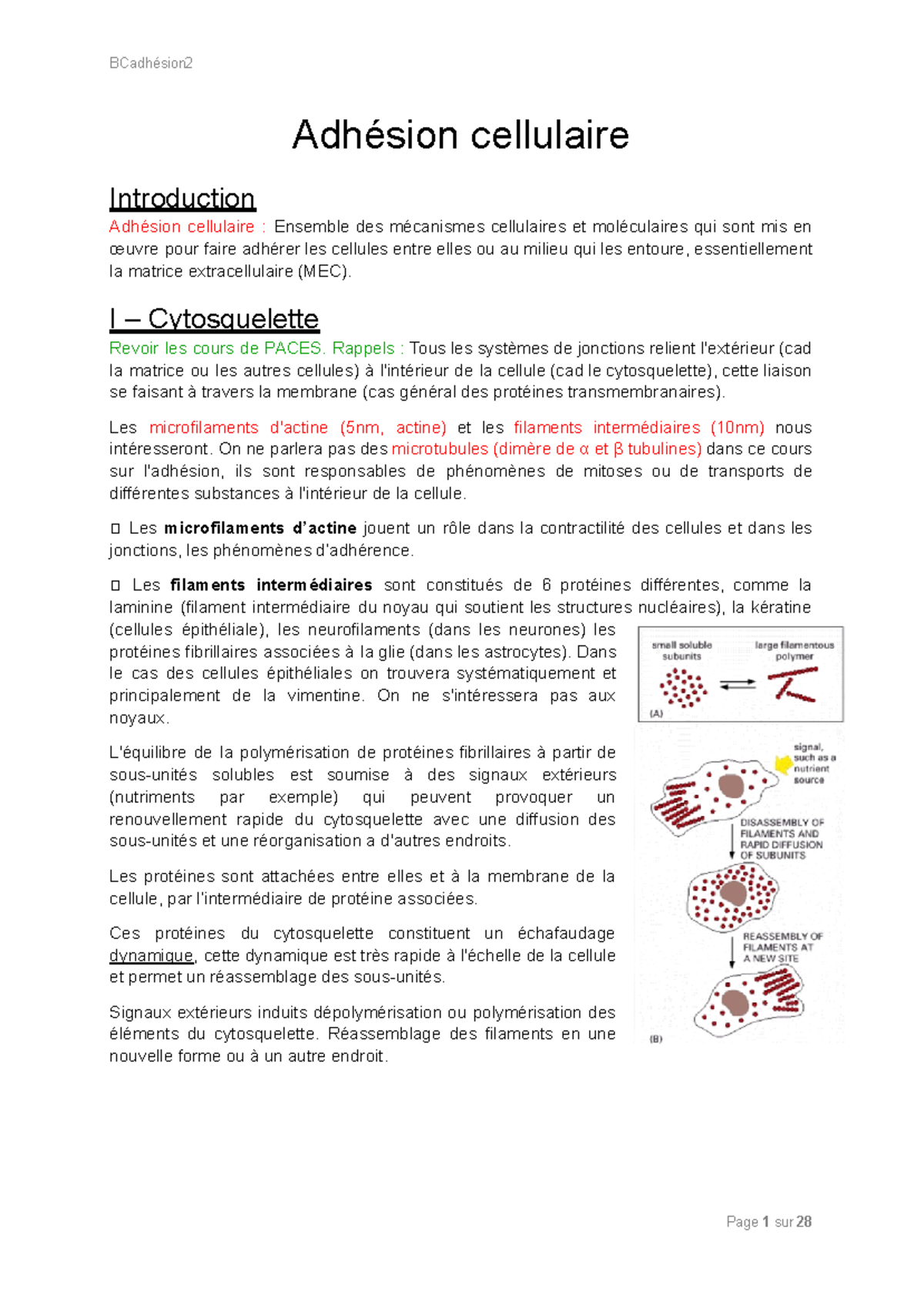 2. Adhésion cellulaire - Adhésion cellulaire Introduction Adhésion ...