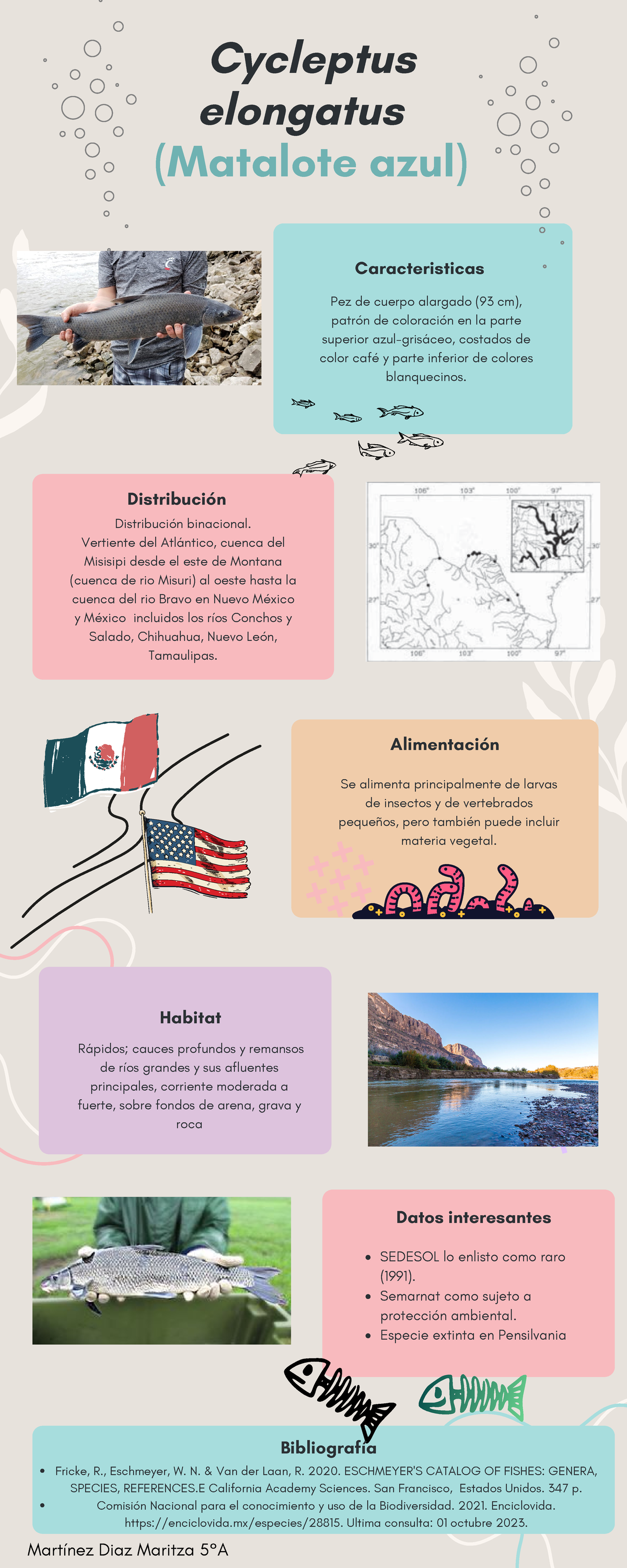 Cycleptus elongatus - Infografía sobre especie seleccionada para ...