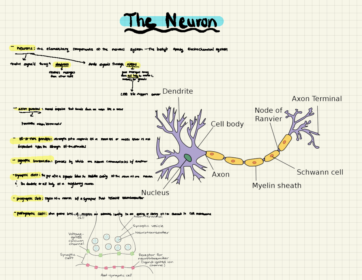 Physiological Psychology Assignment 3 - ####### The Neuron In neurons ...